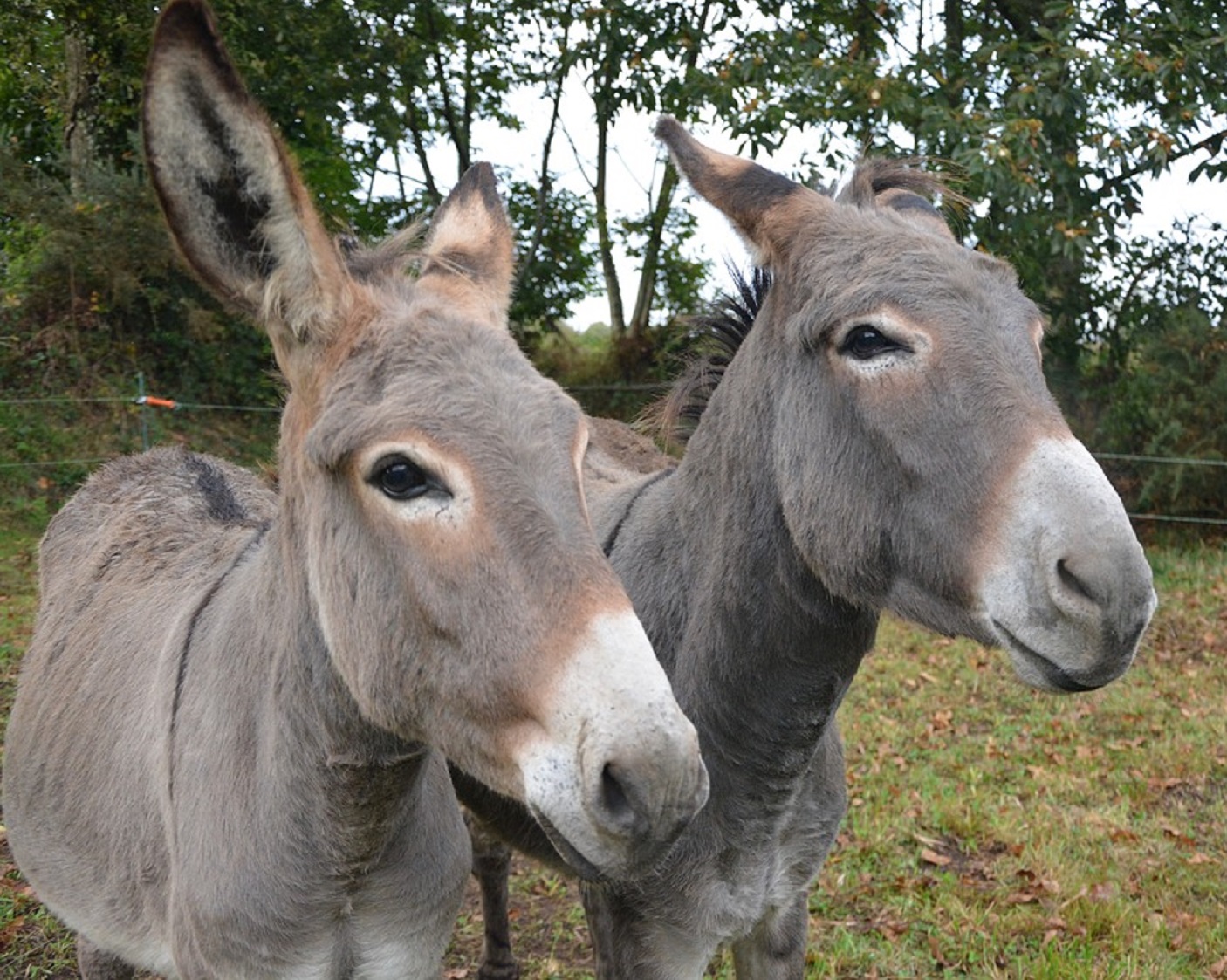 In Italia gli asini volano: +377% in 10 anni - Ulisse online